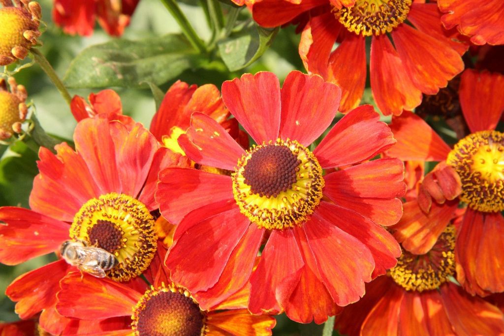 Helenium x hybr.'Flammendes Kätchen' :: Stauden Haid