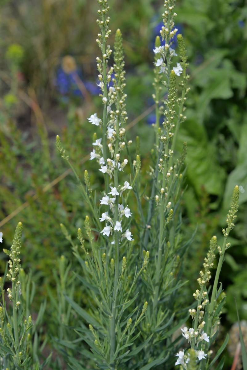 Linaria purpurea 'Alba' :: Stauden Haid