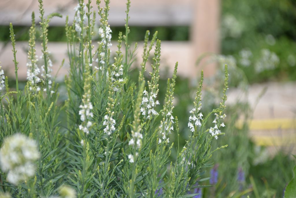 Linaria purpurea 'Alba' :: Stauden Haid