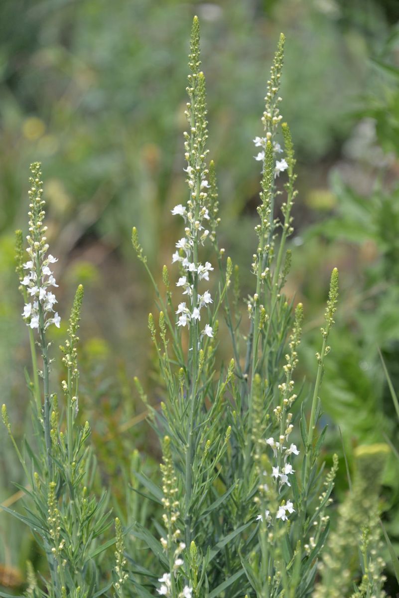 Linaria purpurea 'Alba' :: Stauden Haid